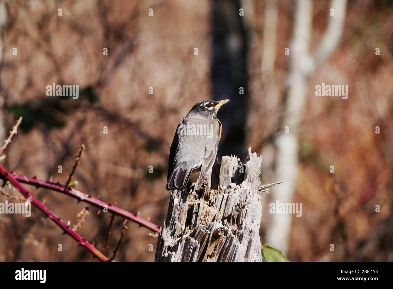 North american robin sat on tree stump with brambles in background ...