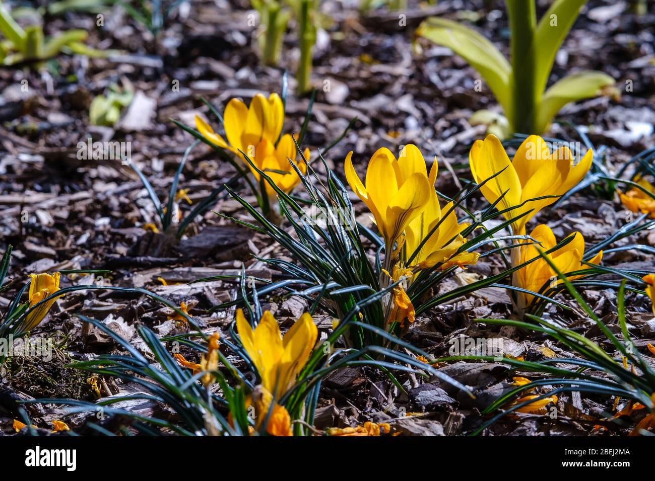 Closeup of a group of blooming yellow crocus flowers on a meadow ...