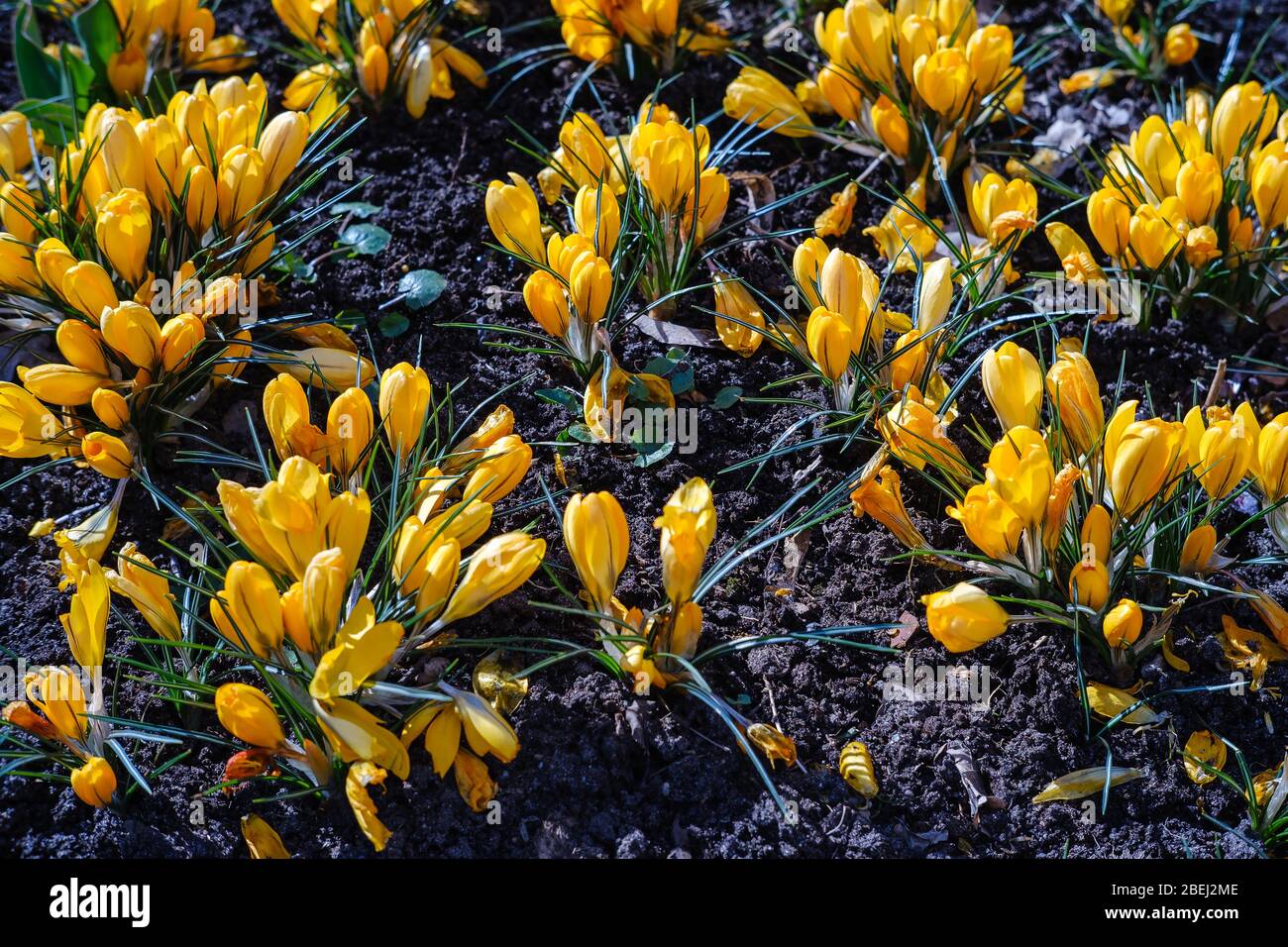 Closeup of a group of blooming yellow crocus flowers on a meadow ...