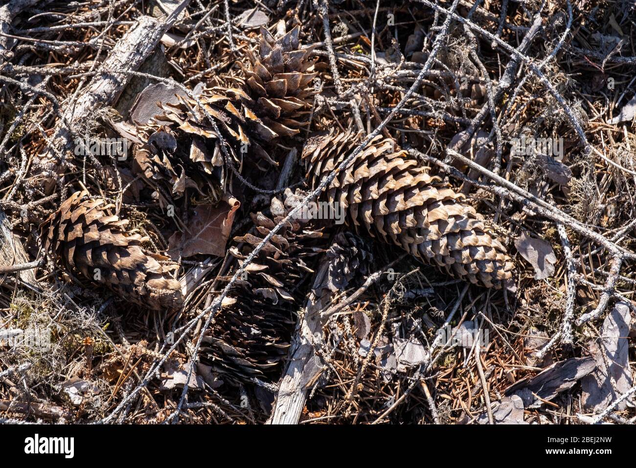 Brown pine cones fallen in the ground in forest. Closeup shot of pine ...