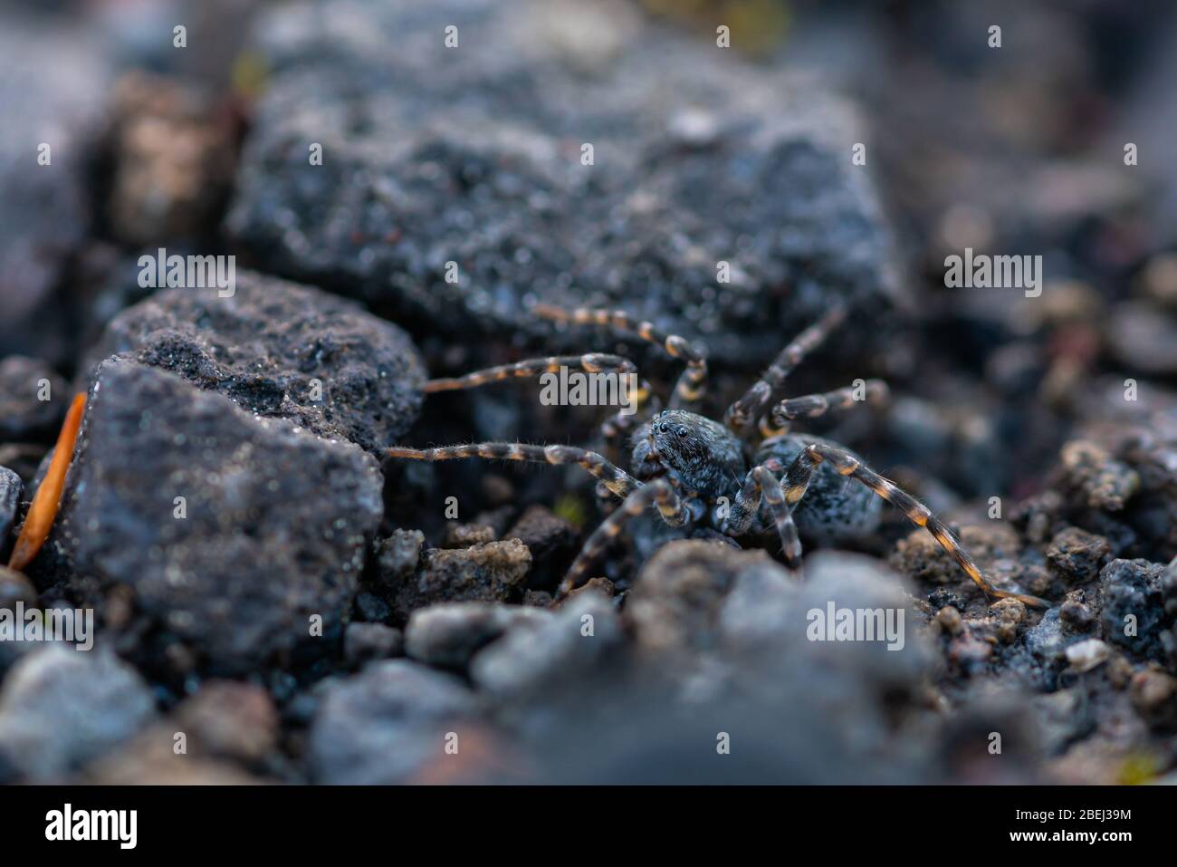 Black ground spider hi-res stock photography and images - Alamy