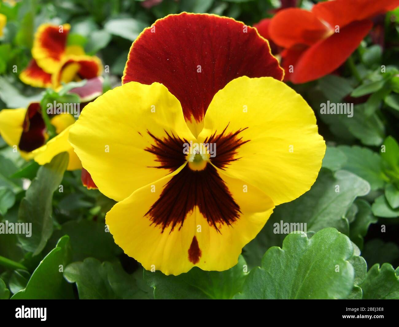 Delta Red Pansy With Yellow Wing