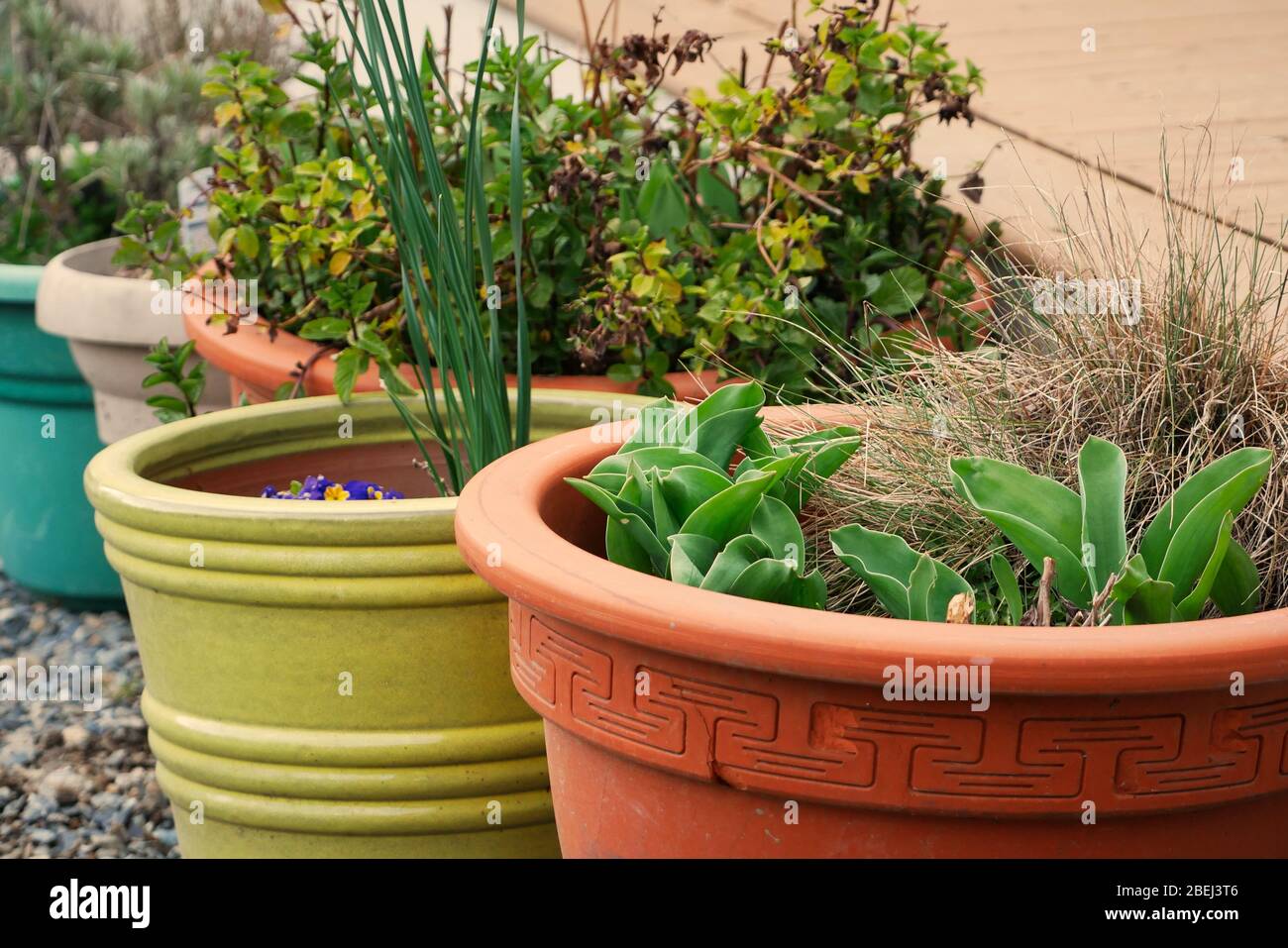 Flowers and foliage in different colored pots in garden Stock Photo - Alamy