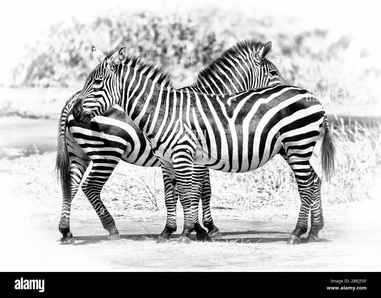 Love zebra crossing Black and White Stock Photos & Images - Alamy