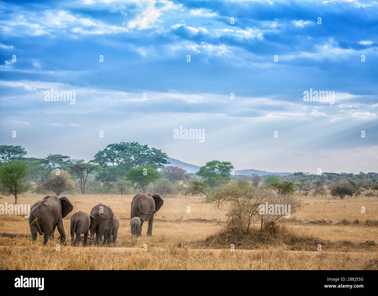 Group walking through savanna hi-res stock photography and images - Alamy
