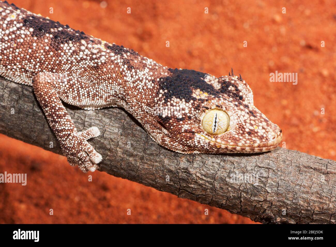 Northern Spiny-tailed Gecko Stock Photo - Alamy