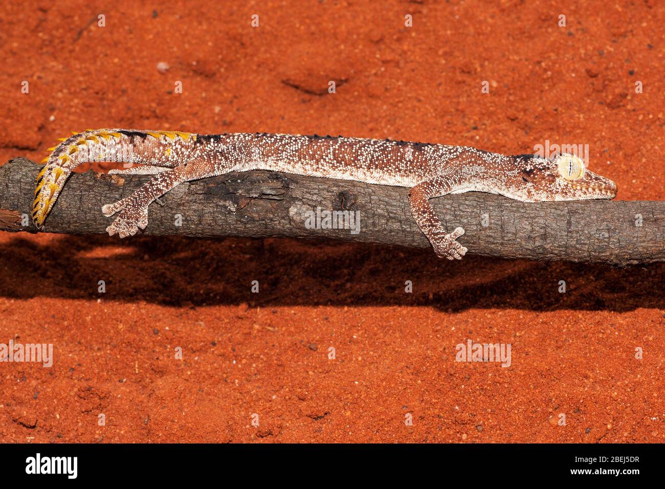 Northern Spiny-tailed Gecko Stock Photo - Alamy