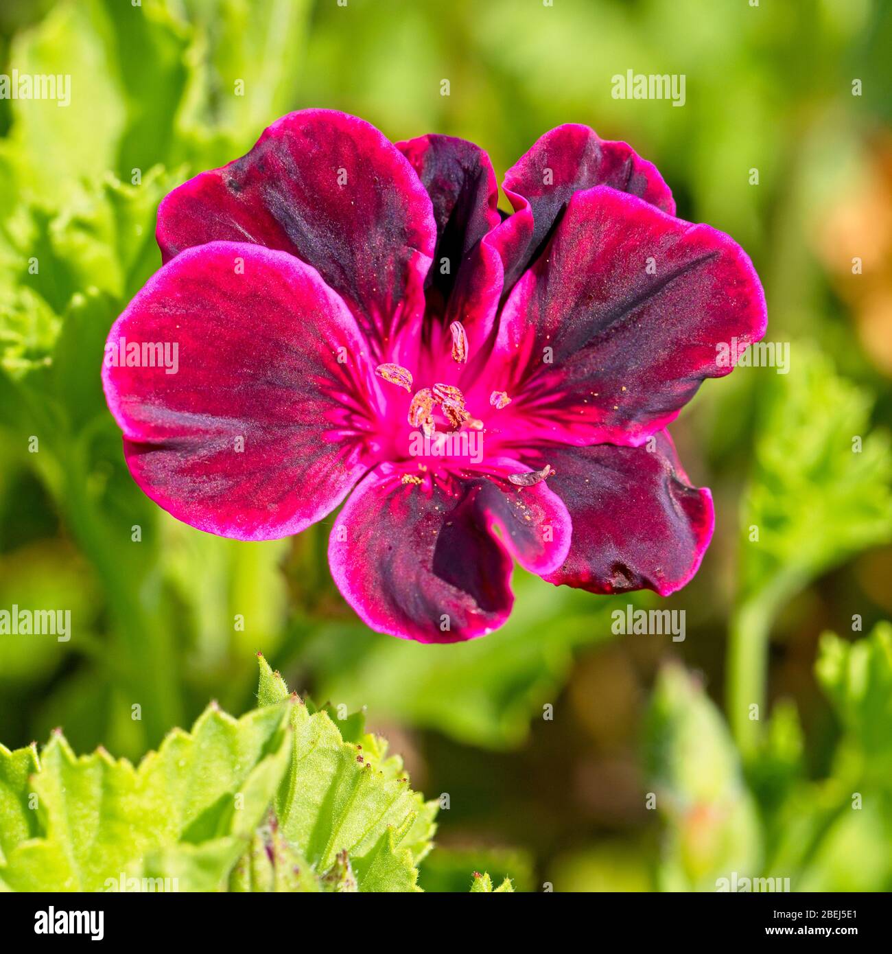 A single deep red Pelargonium flower Stock Photo - Alamy