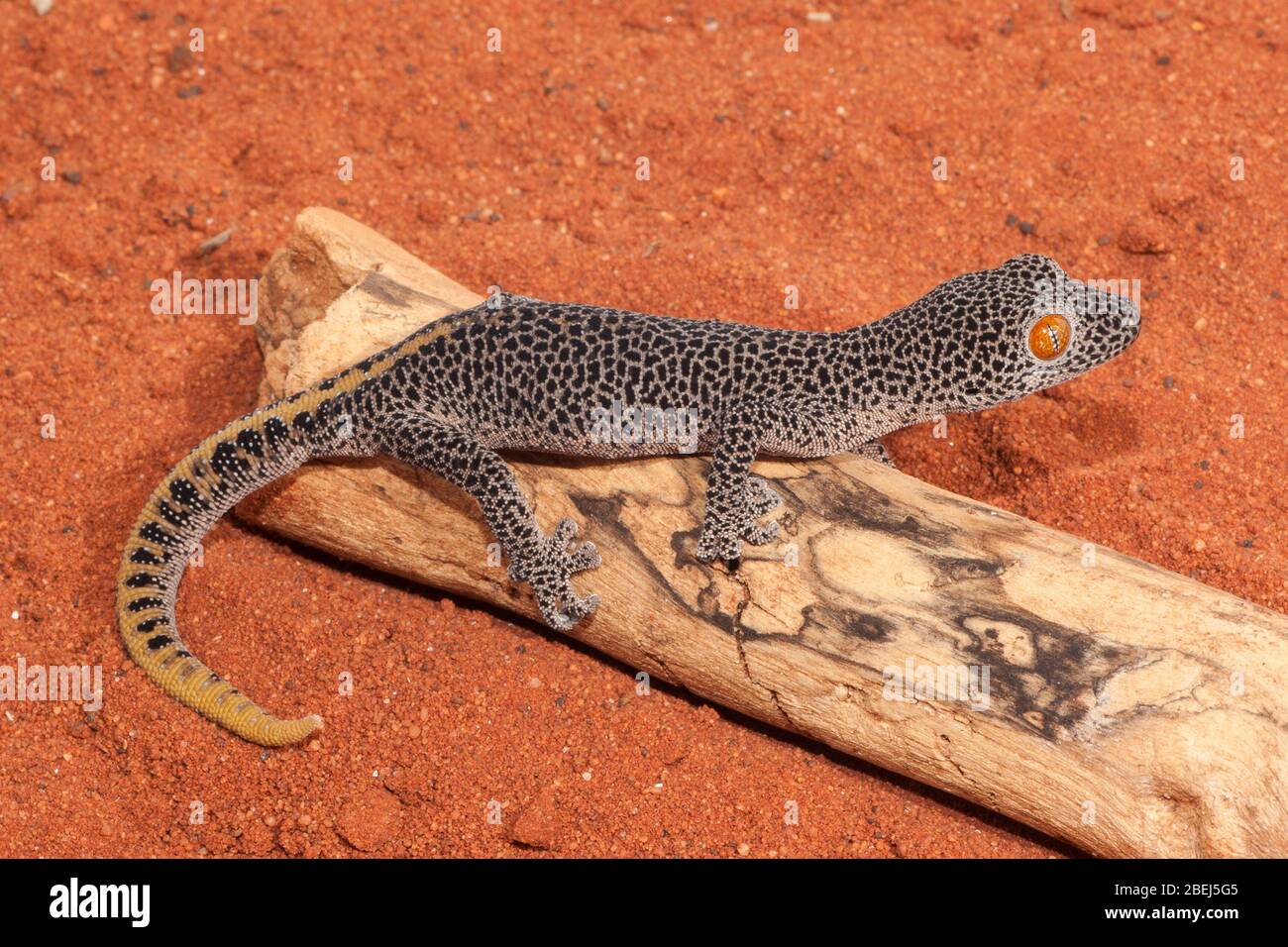 Golden gecko hi-res stock photography and images - Alamy