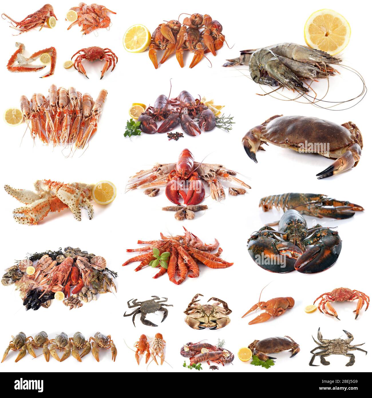 composite picture of seafood and shellfish in front of white background ...