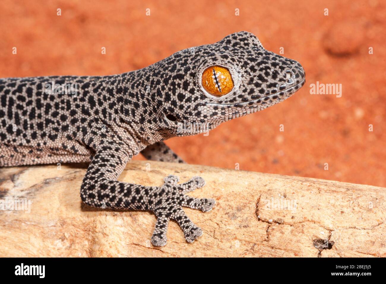 Close up photograph of the Golden-tailed Gecko Stock Photo - Alamy