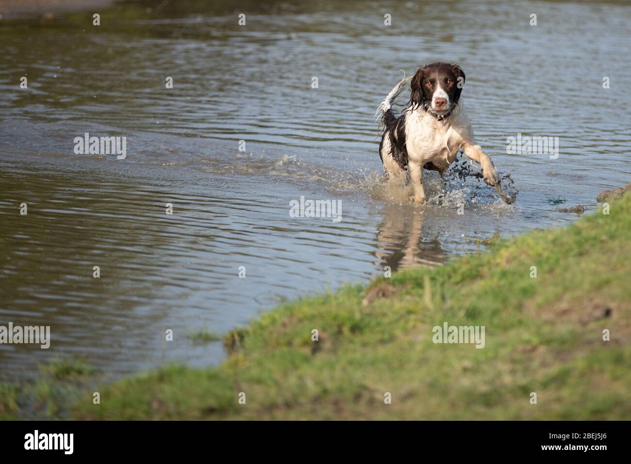 English Springer Spaniel, liver and white Stock Photo - Alamy