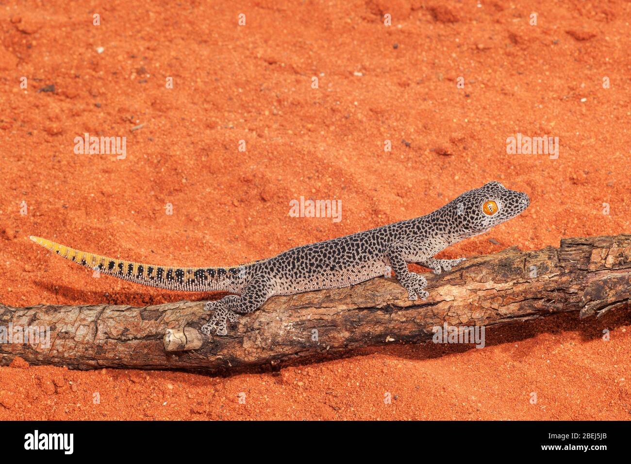 Golden gecko hi-res stock photography and images - Alamy