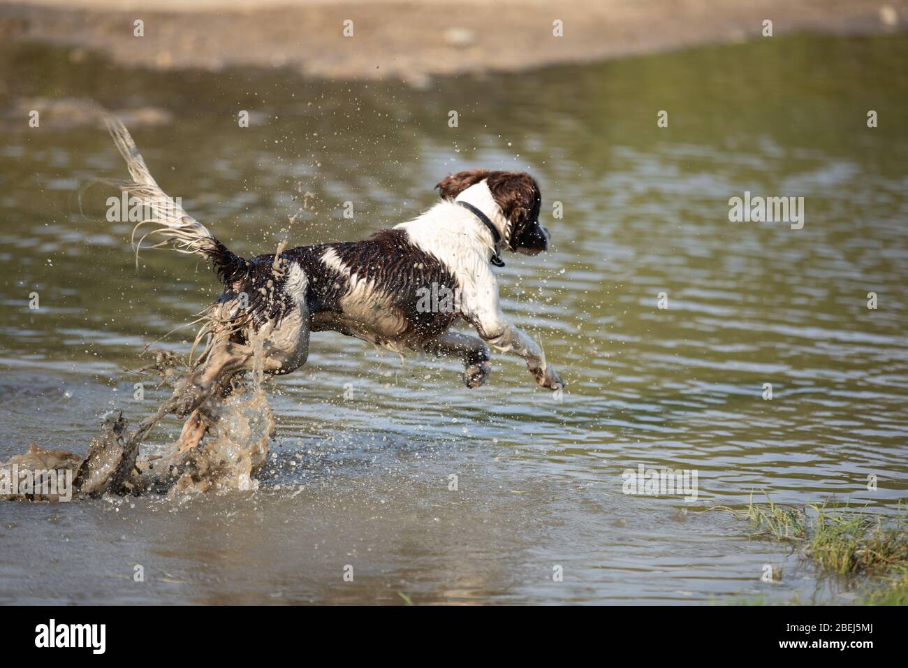 English Springer Spaniel, liver and white Stock Photo - Alamy