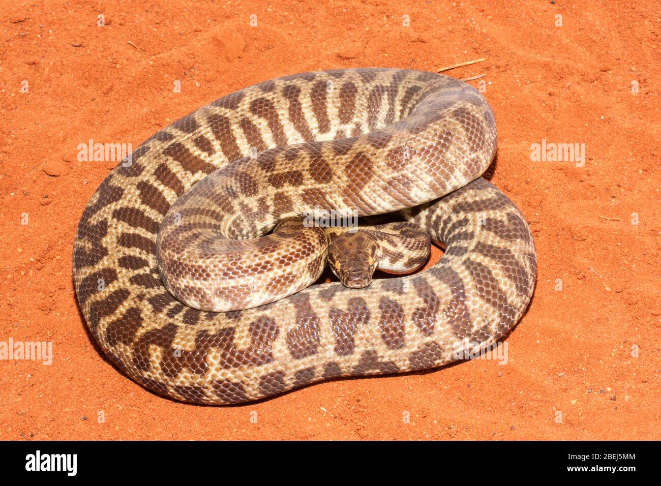 Antaresia hi-res stock photography and images - Alamy