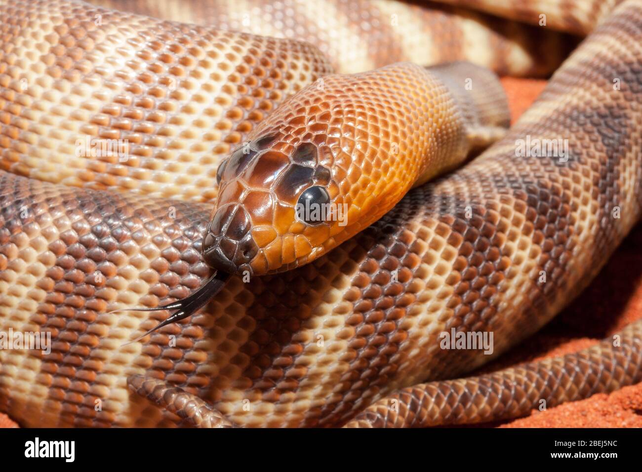 Woma Python flikering it's tongue Stock Photo - Alamy