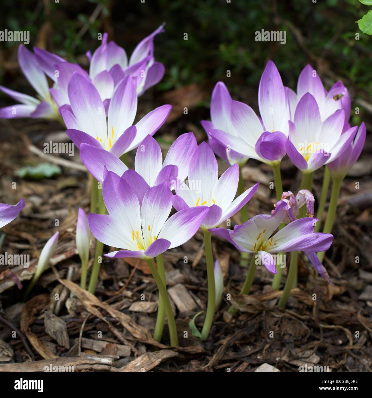 Group Of Crocus High Resolution Stock Photography and Images - Alamy