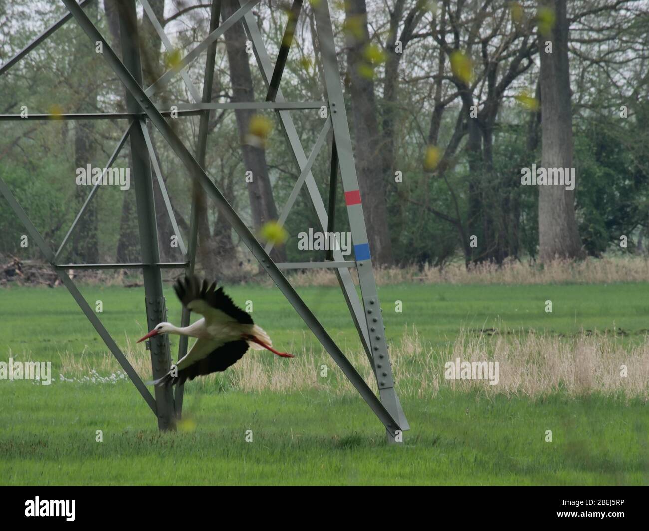 stork fleeing from a swamp and flying around electrical tower Stock ...