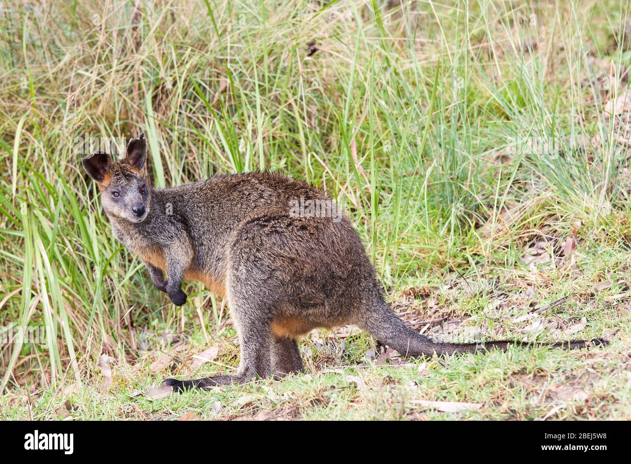 Swamp Wallaby with damaged ears through male to male combat Stock Photo ...