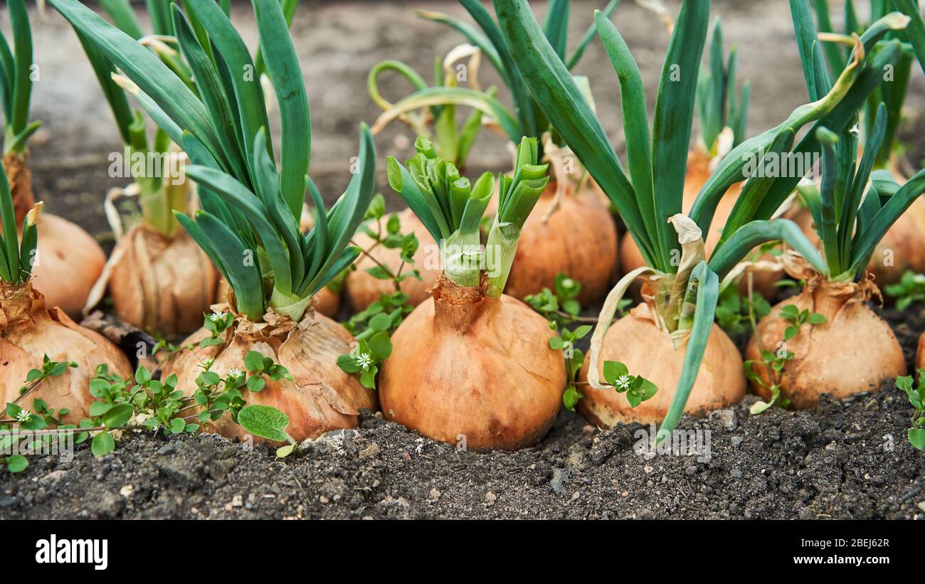 Planting onion in garden. Plantation in the vegetable garden ...