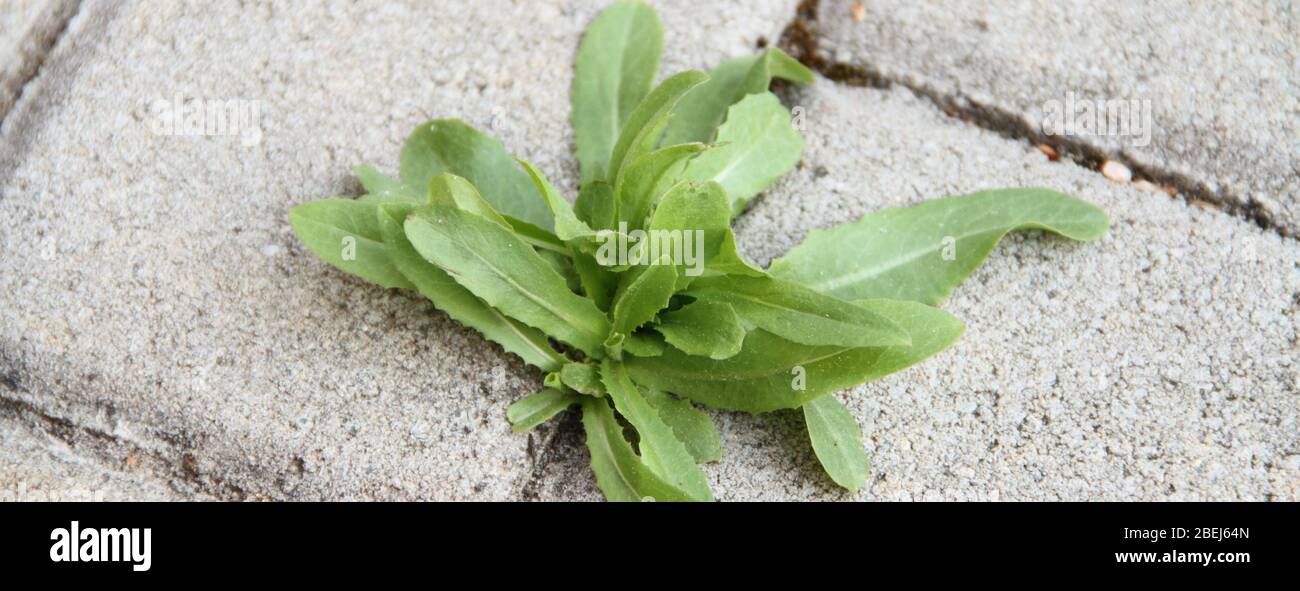 Weeds growing between paving hi-res stock photography and images - Alamy