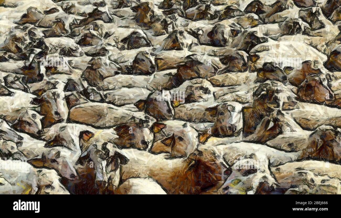 flock lambs, Computer painting effect Stock Photo - Alamy
