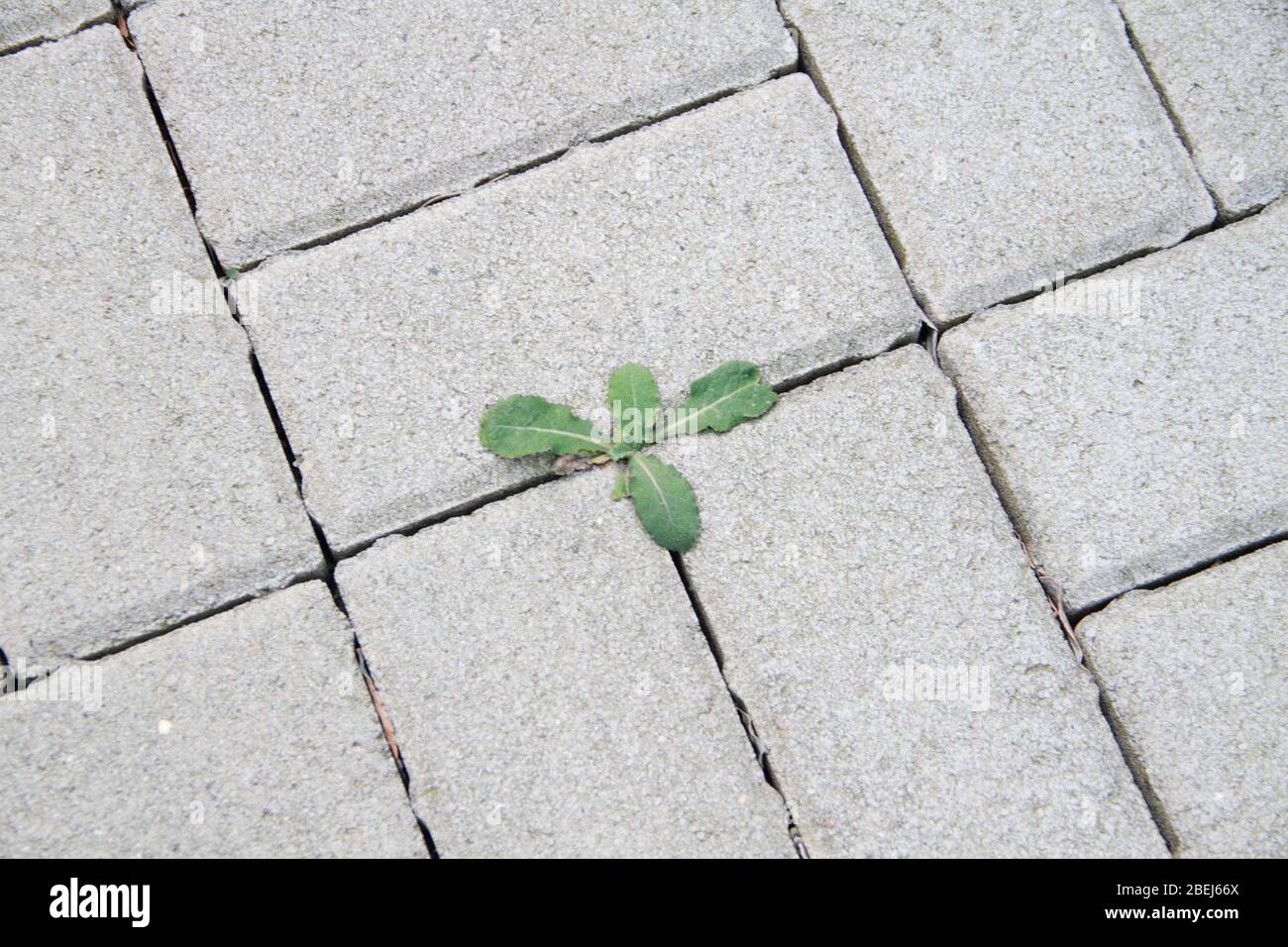 Moss between patio bricks hi-res stock photography and images - Alamy