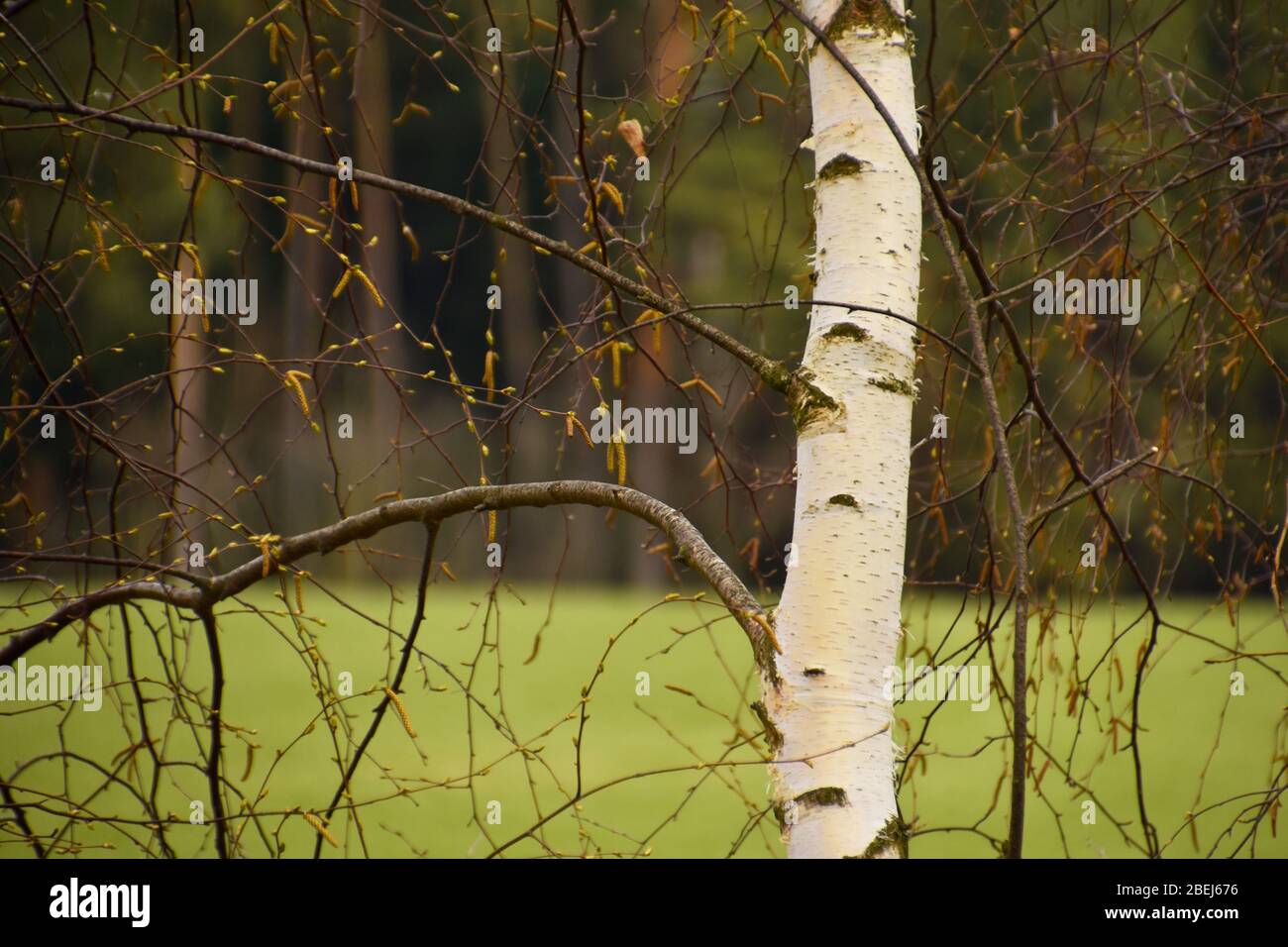 Young Birch Trees In Spring High Resolution Stock Photography and ...