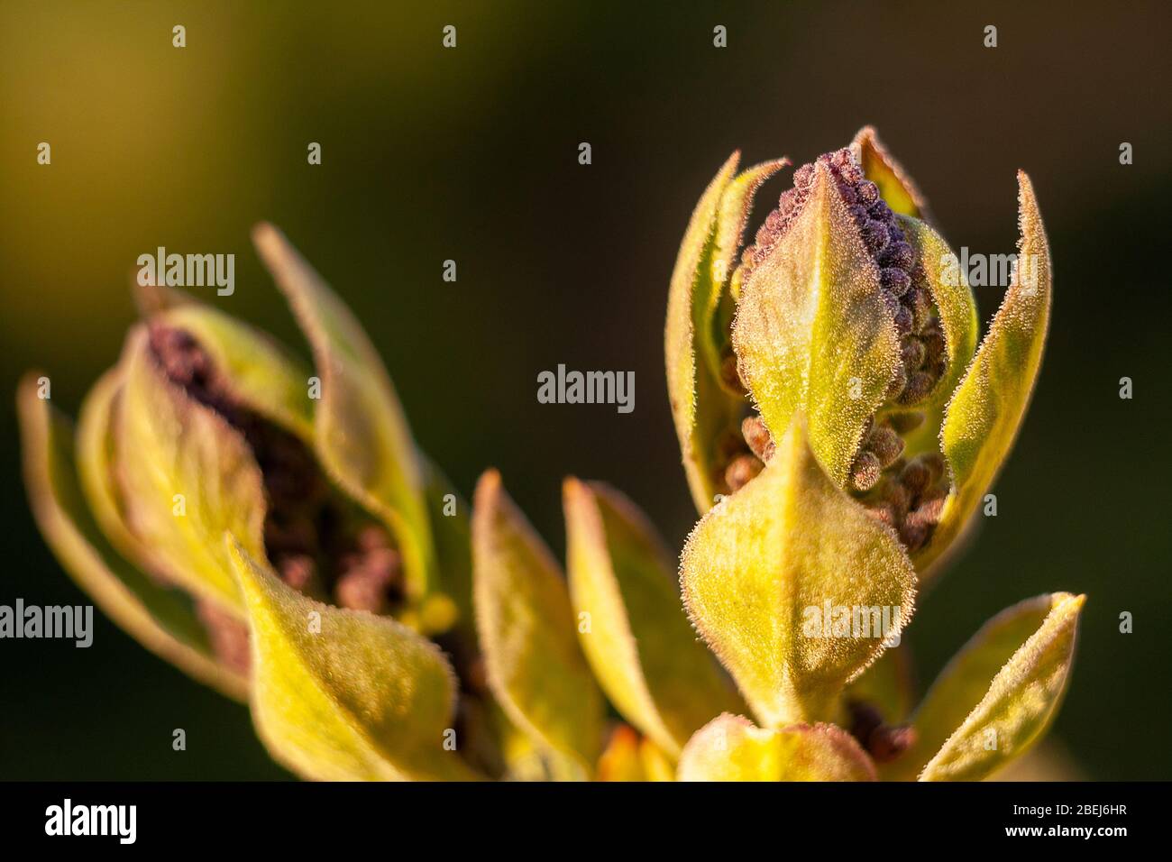 Scented garden shrubs hi-res stock photography and images - Alamy