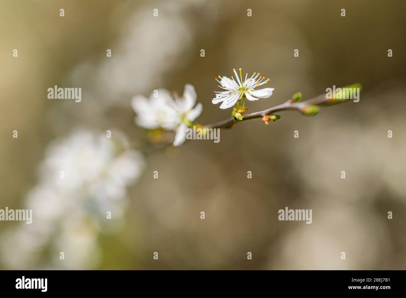 Blooming white blossoms of a Blackthorn or Sloe (Prunus spinosa) bush ...