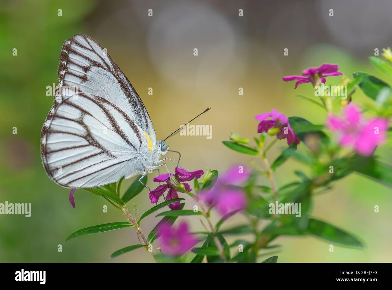Black white striped butterfly hi-res stock photography and images - Alamy
