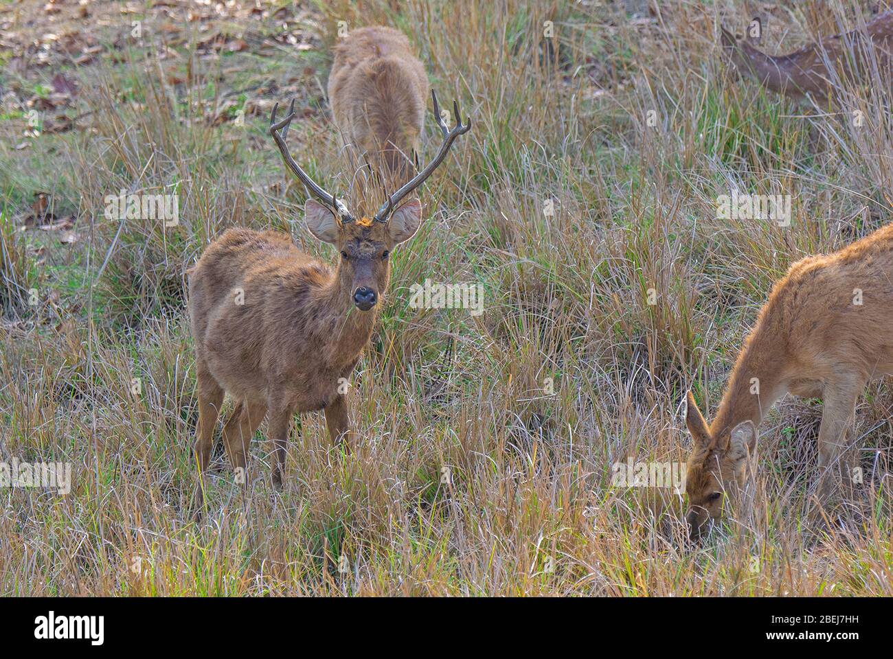 A Barasingha at Kanha National Park, Madhya Pradesh, India Stock Photo ...