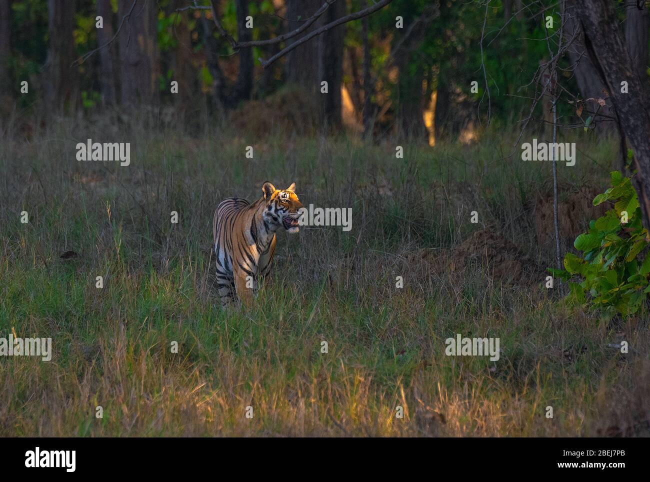 Kanha national park tiger action hi-res stock photography and images ...