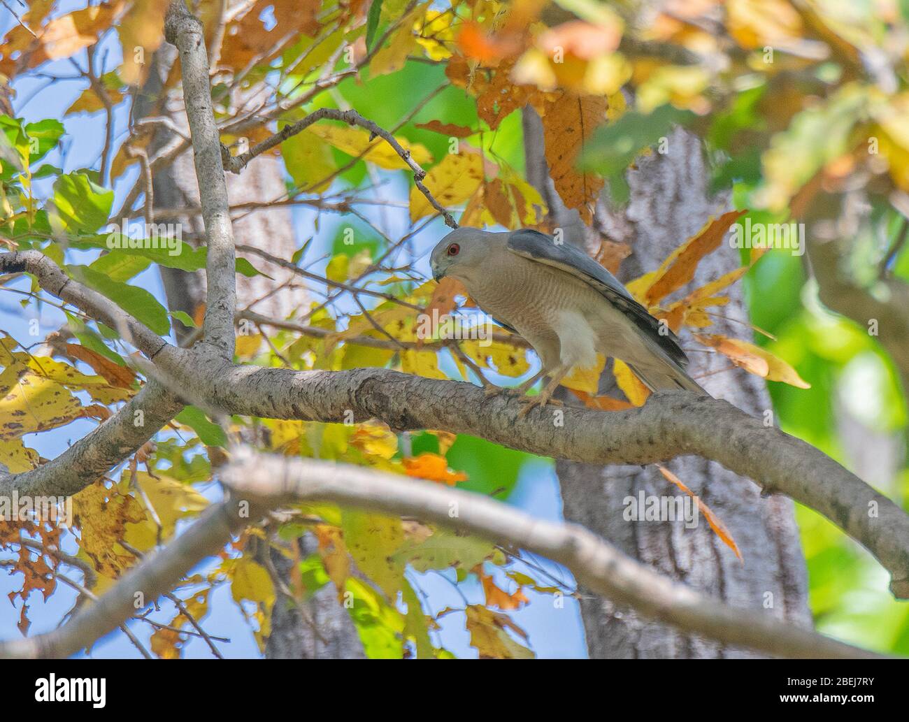 Shikra on tree hi-res stock photography and images - Alamy