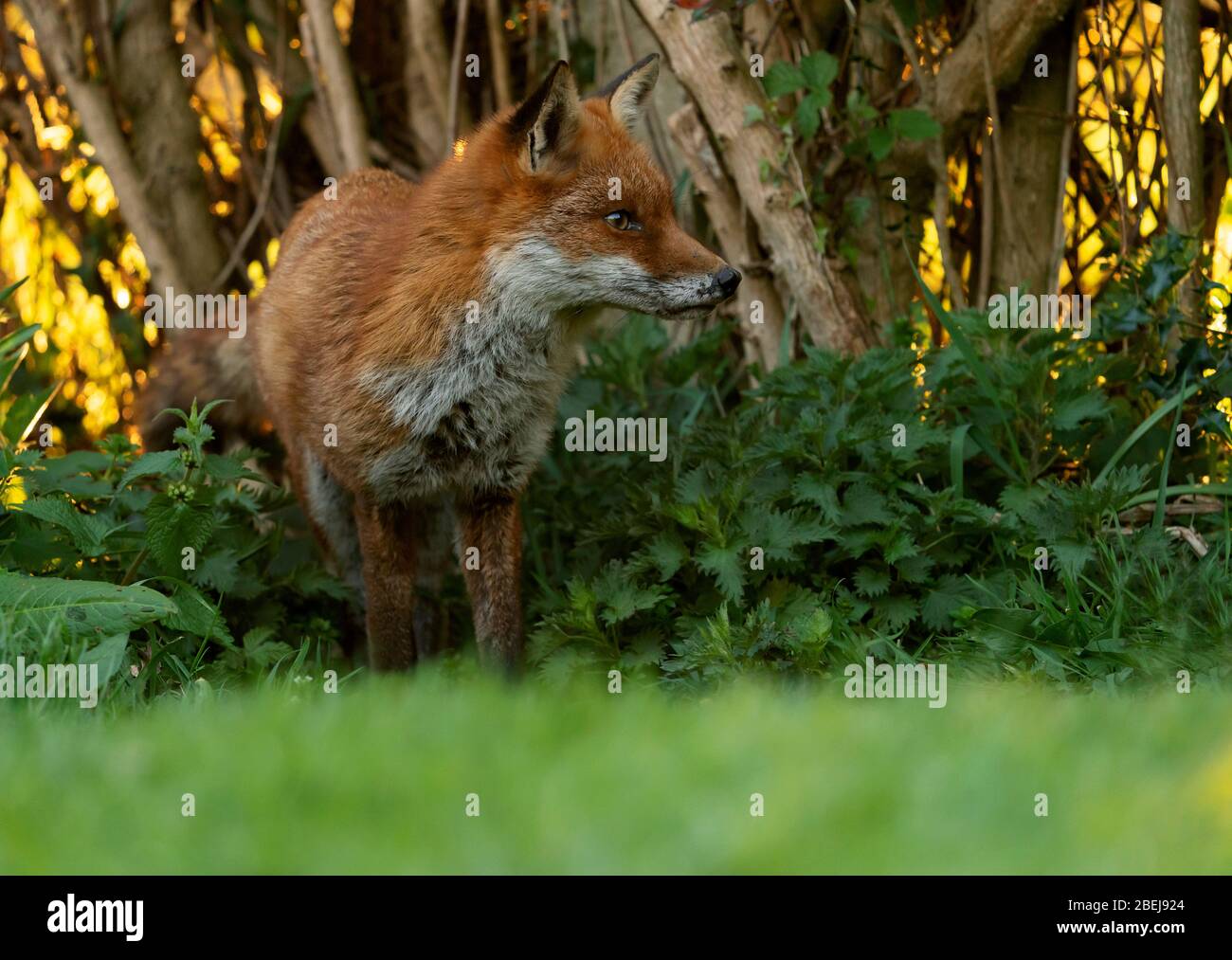 A wild Red Fox (Vulpes vulpes) emerges from the undergrowth early evening, Warwickshire Stock ...
