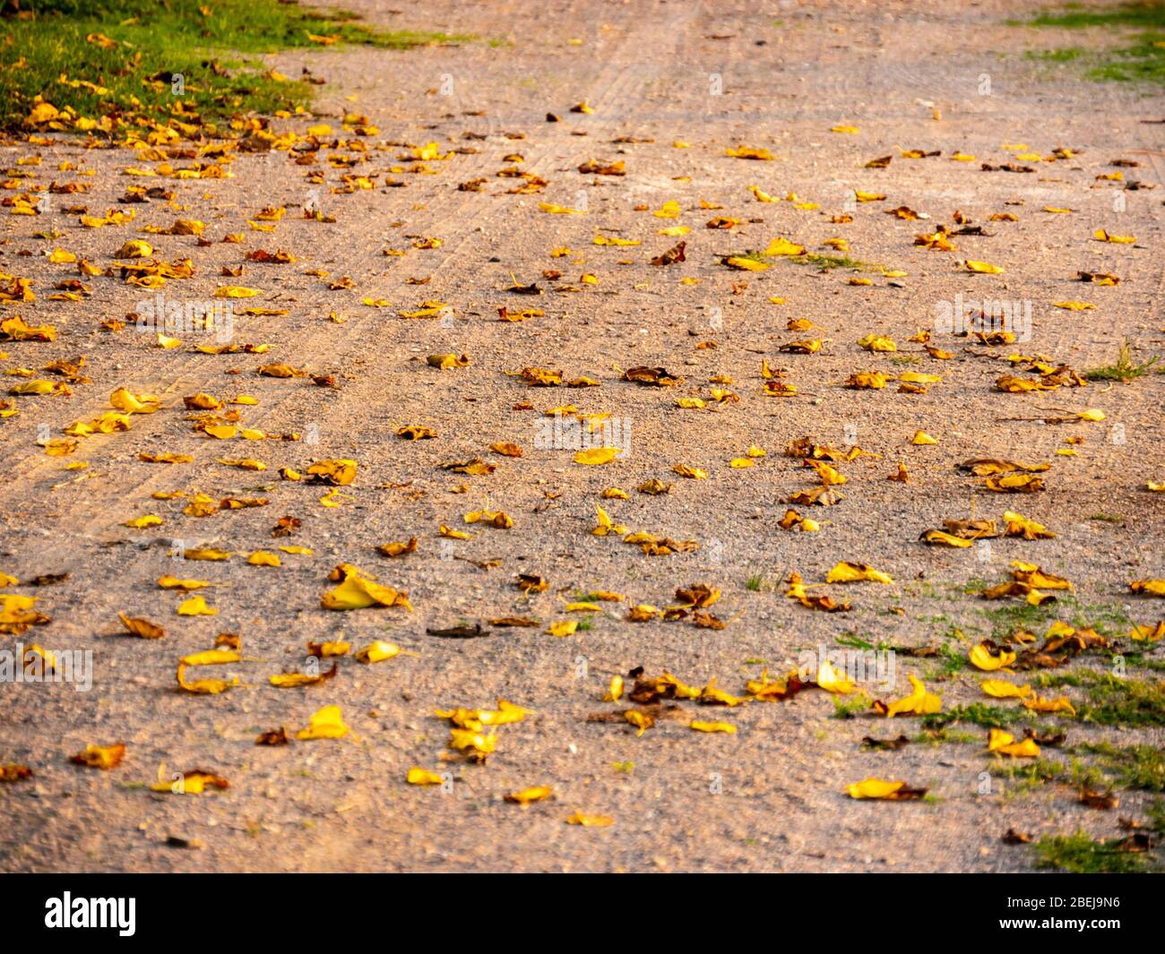 Dry leaf surface texture hi-res stock photography and images - Alamy