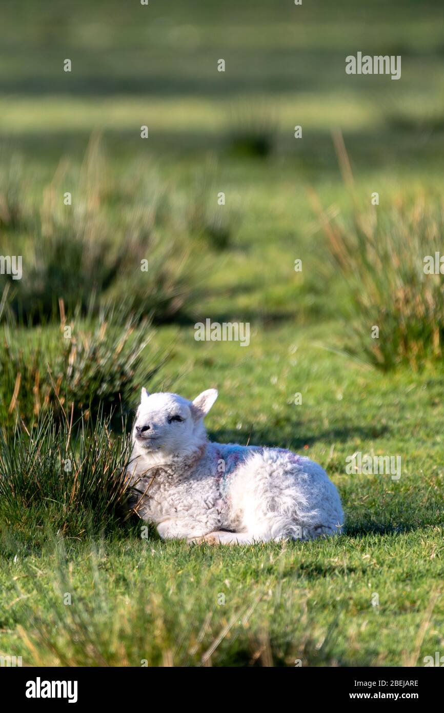 Lamb lying down hi-res stock photography and images - Alamy