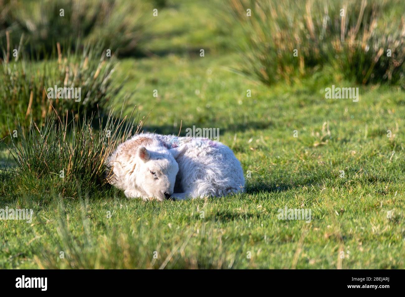 Lamb lying down hi-res stock photography and images - Alamy
