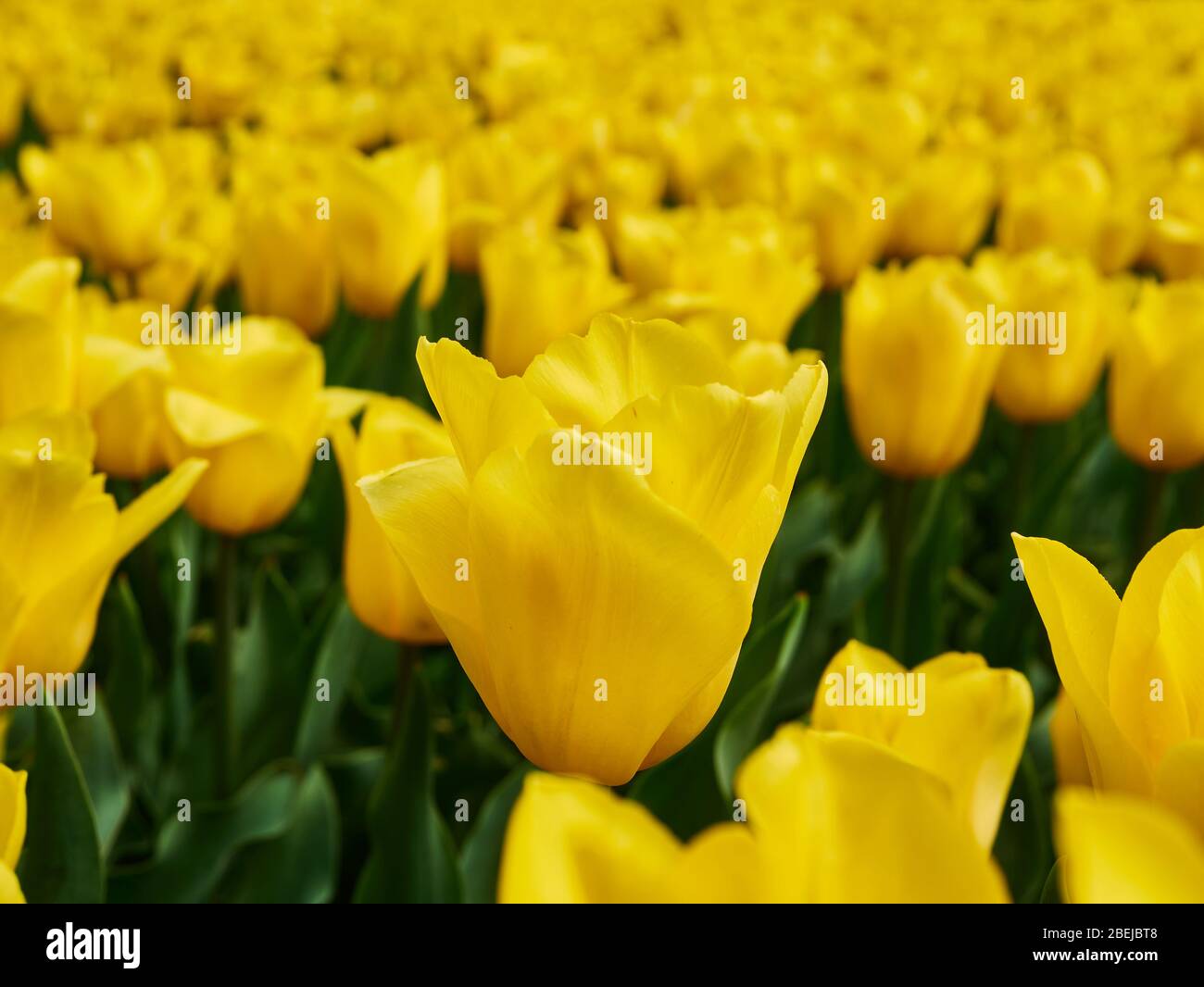 Bright colorful yellow Tulip blossoms in spring Stock Photo - Alamy