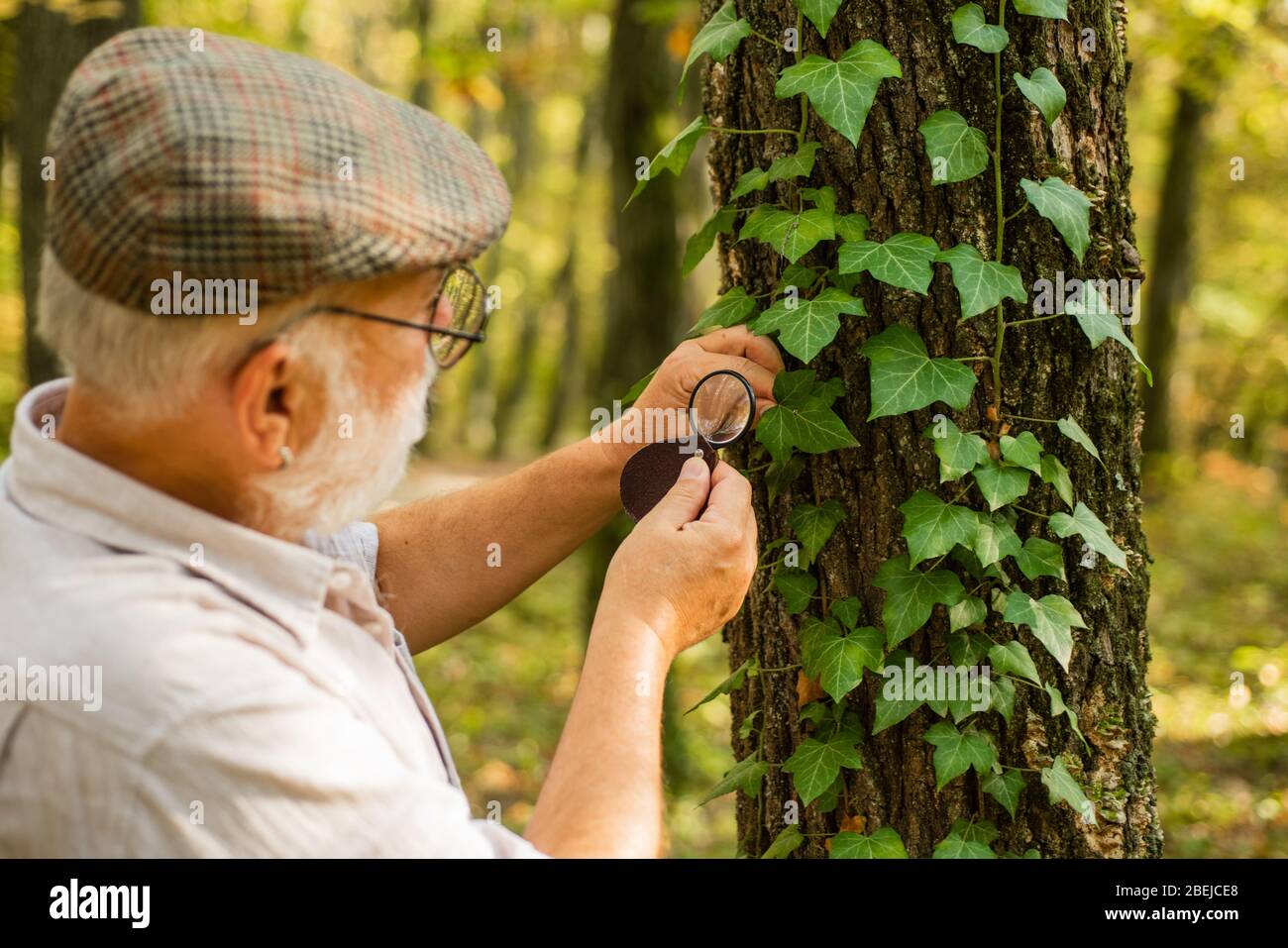 Picky detective in forest. Explore nature. Pensioner with magnifier ...