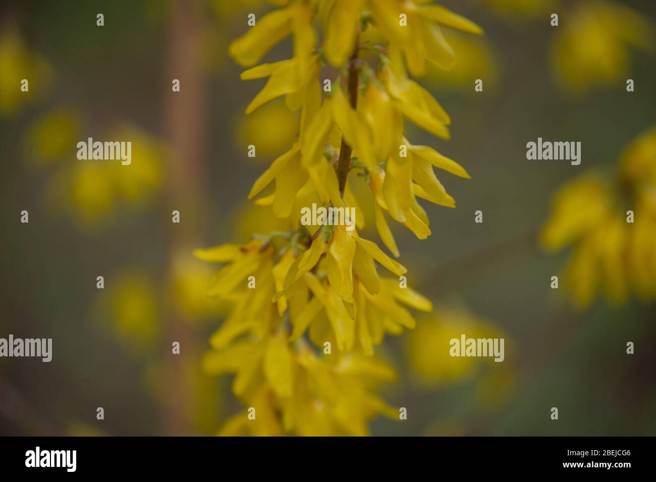 Yellow Broom flowers closeup. Spring bush with yellow flowering Stock ...