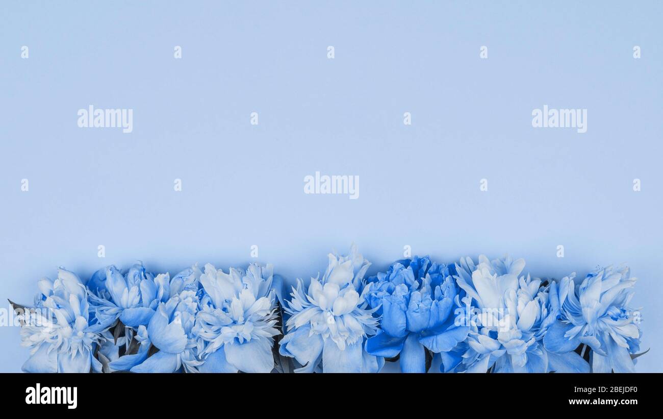 border of peony flowers on a blue background with a copy space tinting ...