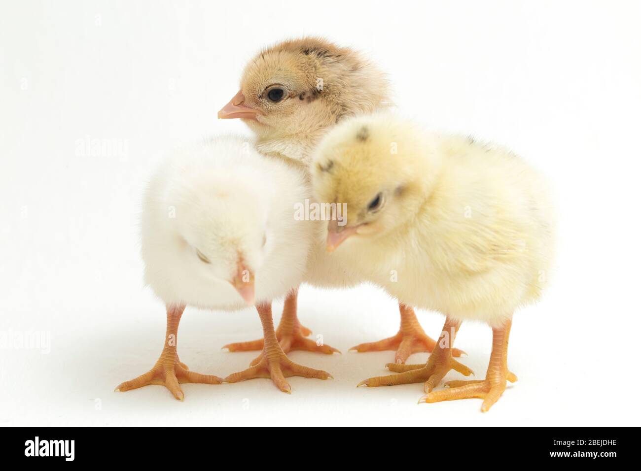 three newborn yellow brown Chick Ayam Kampung i `free-range chicken` or ...