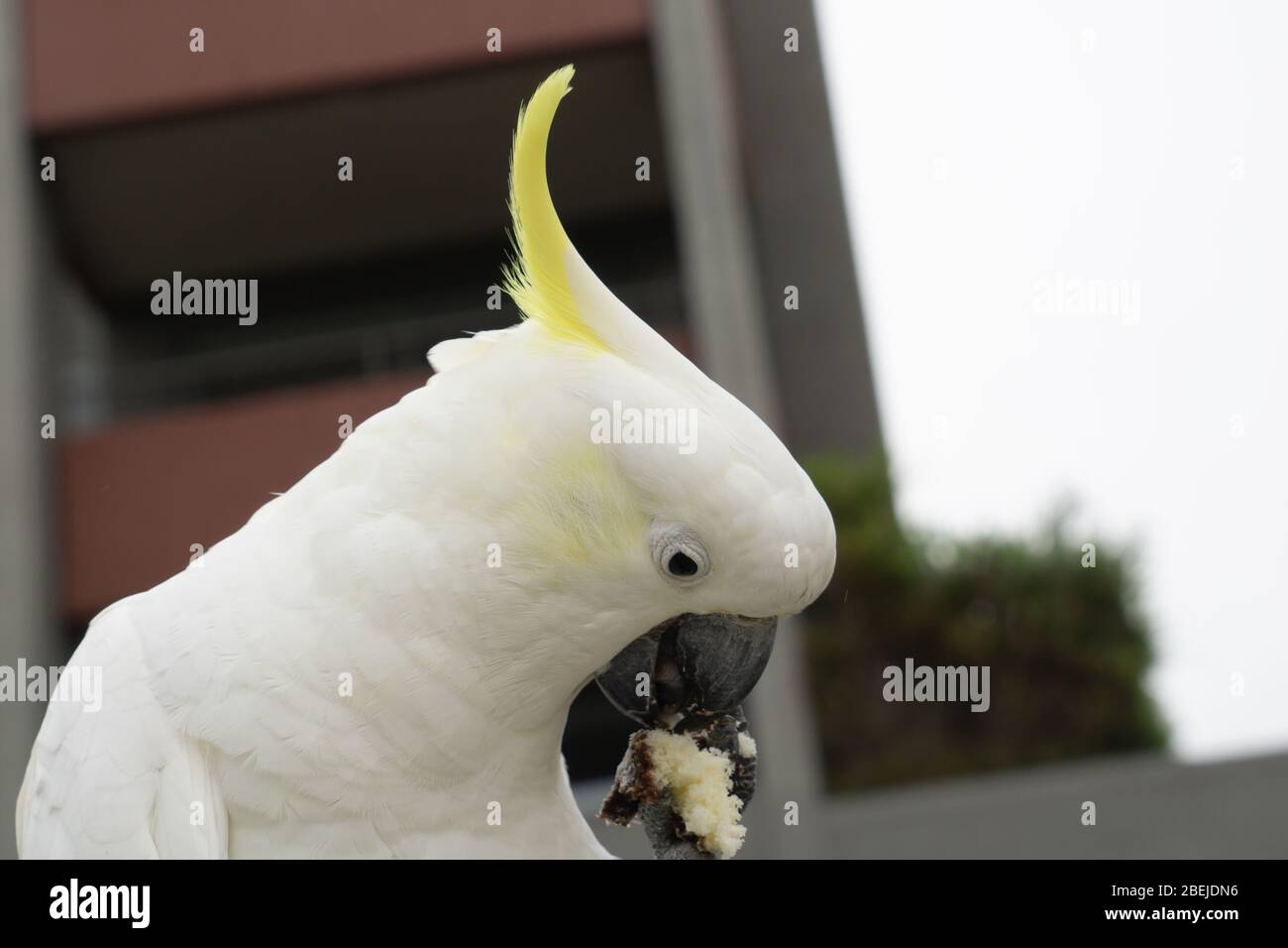 Sulphur crested cockatoo holding scavenged cafe food in its claw and ...