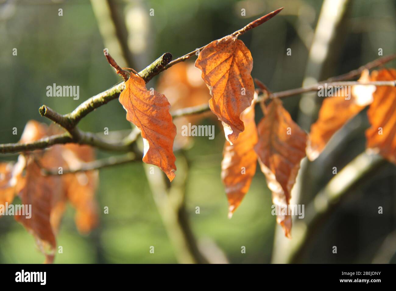 Dry hedge hi-res stock photography and images - Alamy