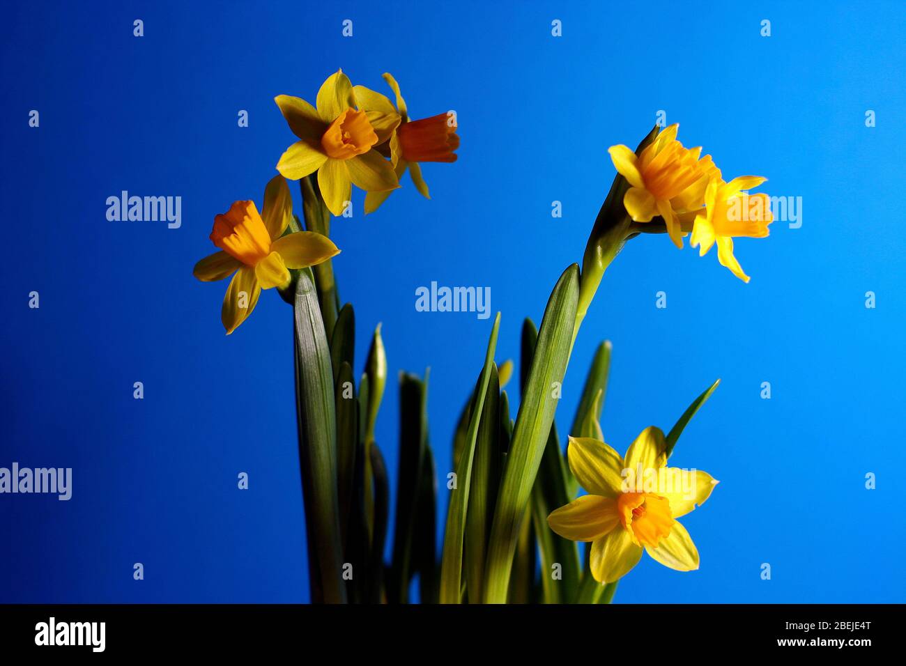 Yellow and blue objects hi-res stock photography and images - Alamy