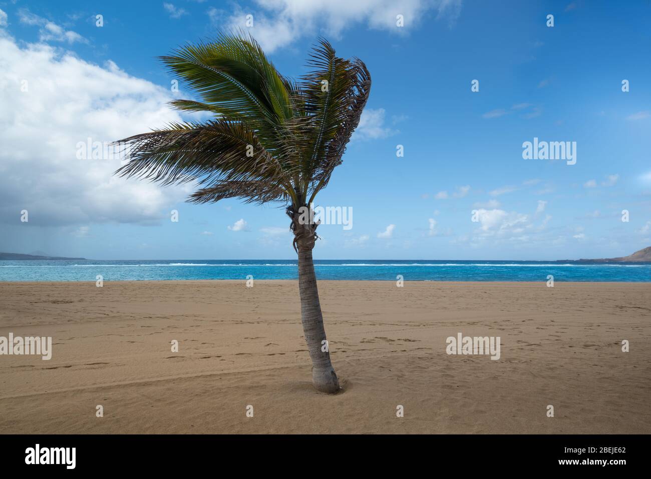 Windy weather and lonely palm tree on seacoast. Beautiful beach ...