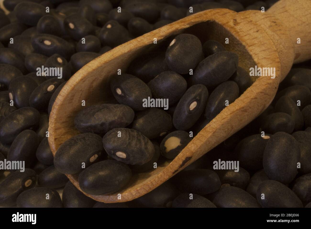 Black bean seeds that are an excellent source of protein in a properly ...