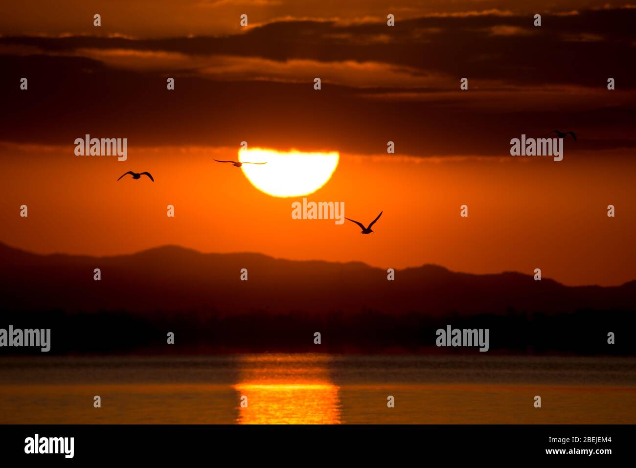 Beautiful sunrise with flying birds hi-res stock photography and images ...