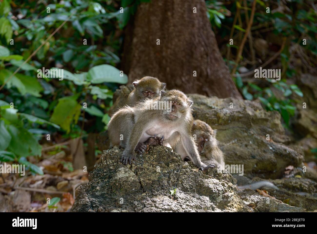 Wild monkeys (Long-Tailed macaque, Crab-Eating macaque) sitting on ...